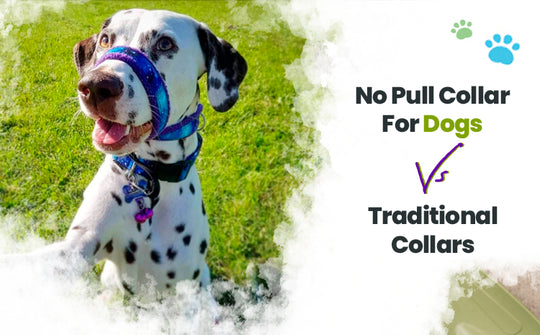 A No Pull Collar For Dogs Vs Traditional Collars: Which Is Better For ...